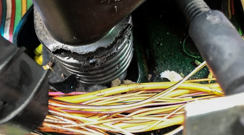 6 Ways to Keep Mice from Your Car Engine - NOLA Automotive Repairs Inc